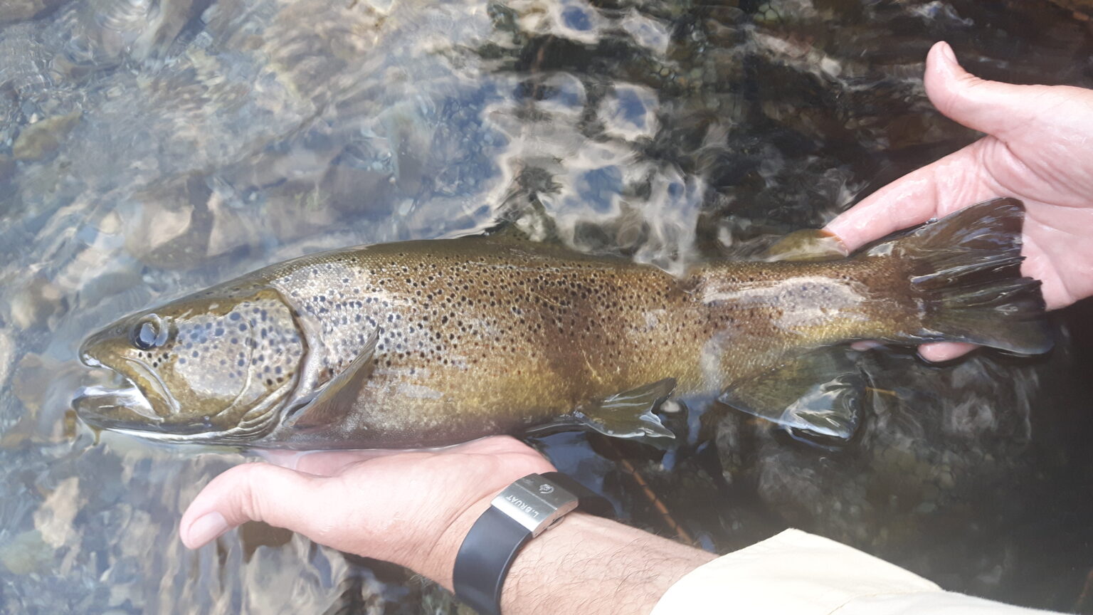 ZEBRA TROUT FLY FISHING IN THE EASTERN PYRENEES - Carles Vivé Fly Fishing